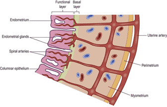 Myometrium Layers