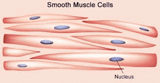 Smooth Muscular Tissue