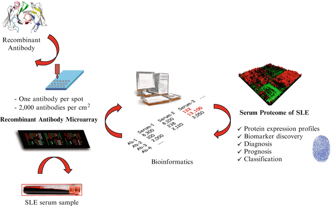 Recombinant Antibody Array Customization Services - Creative Biolabs