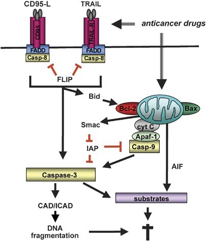 Apoptosis Pathway Phosphorylation Antibody Array - Creative Biolabs