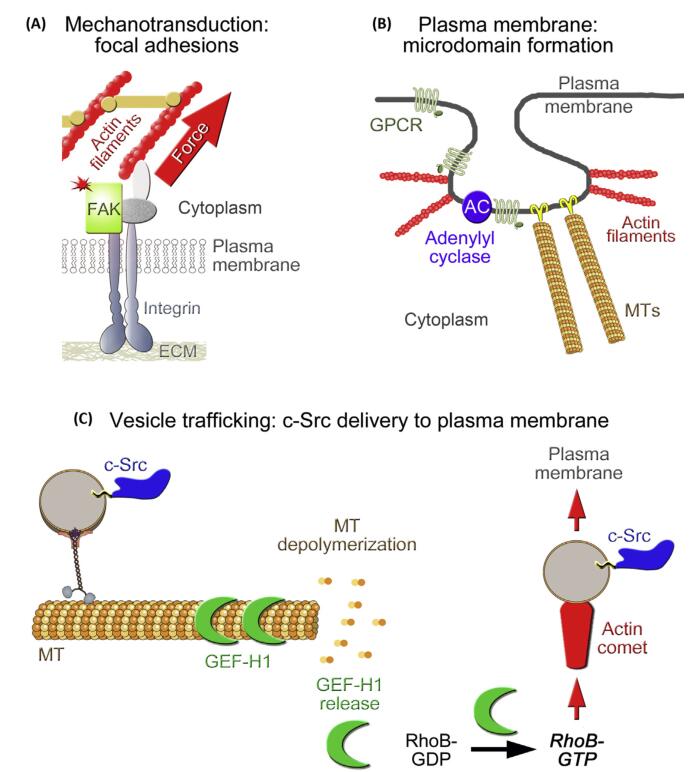 Cytoskeleton Pathway Phosphorylation Antibody Array - Creative Biolabs