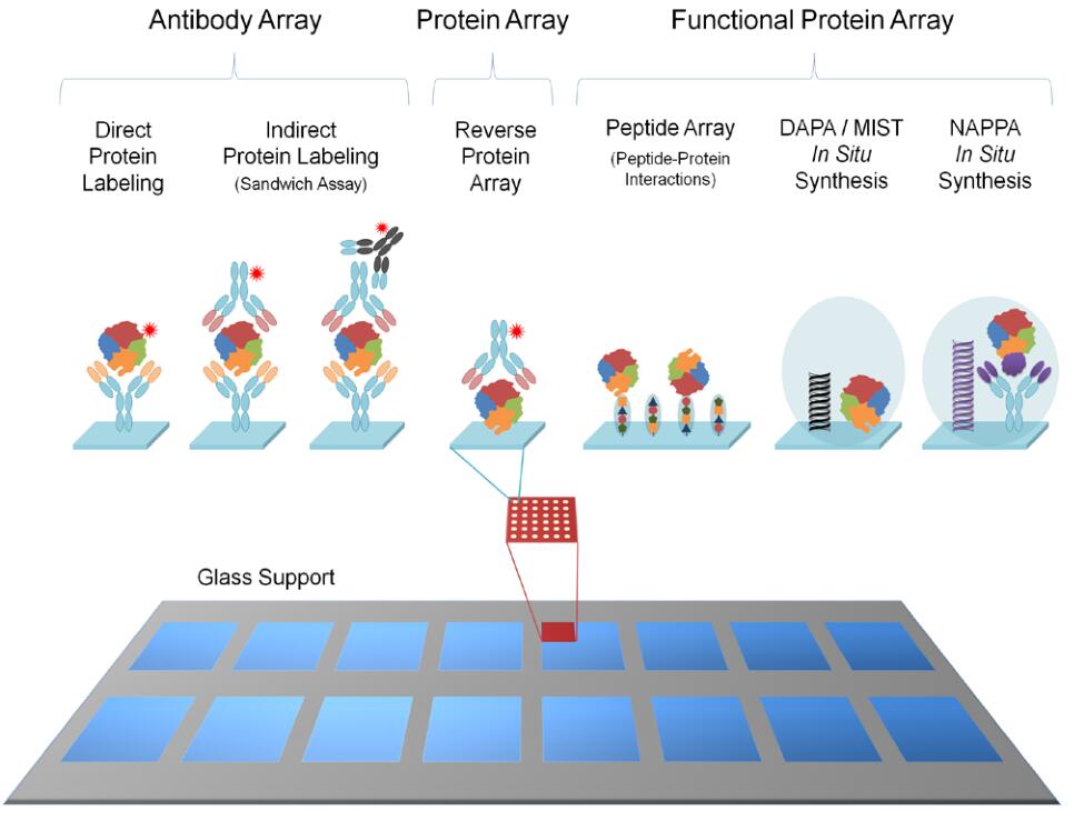 Antibody Array Analysis Service - Creative Biolabs Antibody Array Analysis Service - Creative Biolabs