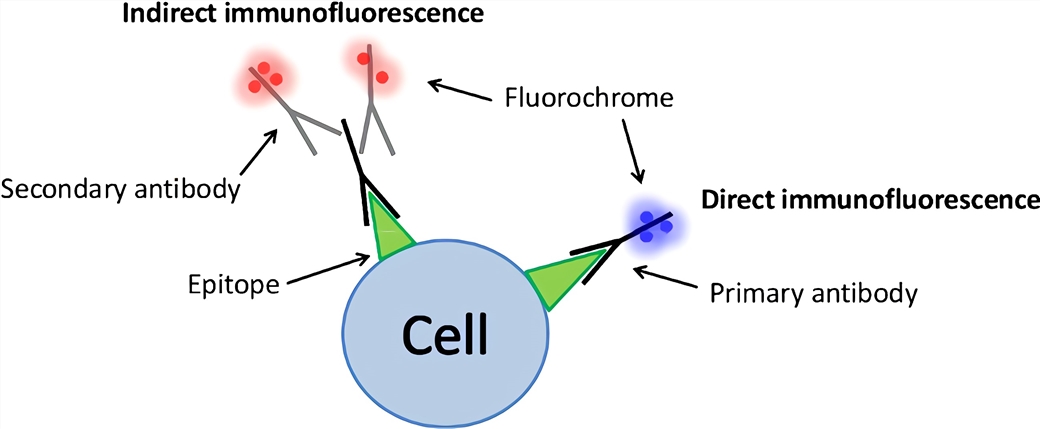 Immunofluorescence (IF) - Creative Biolabs