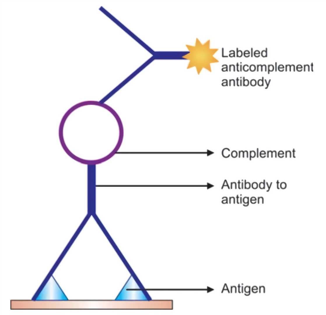 Immunofluorescence (IF) - Creative Biolabs