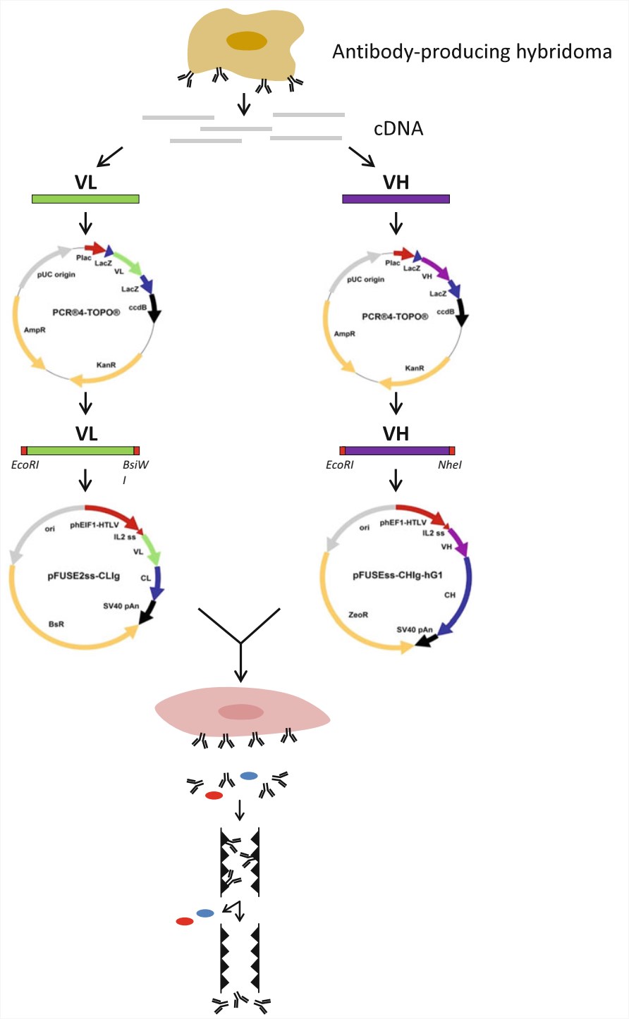 Small-scale Expression - Creative Biolabs