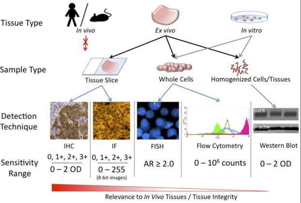 Detection Assays - Creative Biolabs