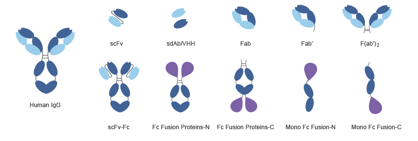 Antibody Production - Creative Biolabs