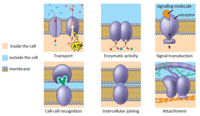 Membrane Antibody - Creative Biolabs