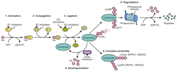 Post-Translational Modification (PTM) - Creative Biolabs Post-Translational Modification (PTM) - Creative Biolabs
