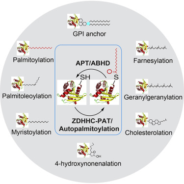 Post-Translational Modification (PTM) - Creative Biolabs