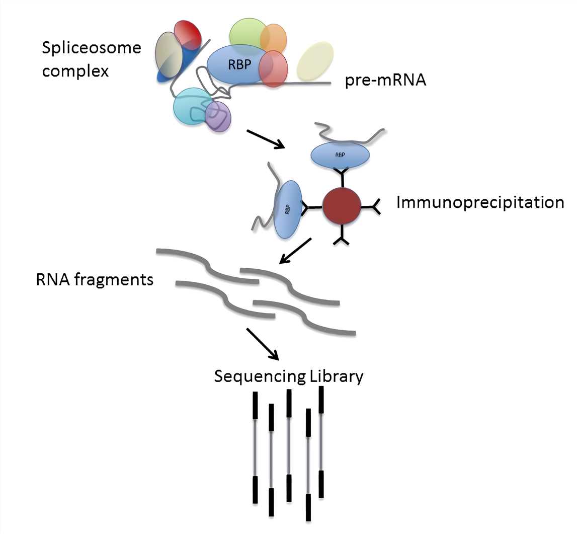 Immunoprecipitation (IP) - Creative Biolabs