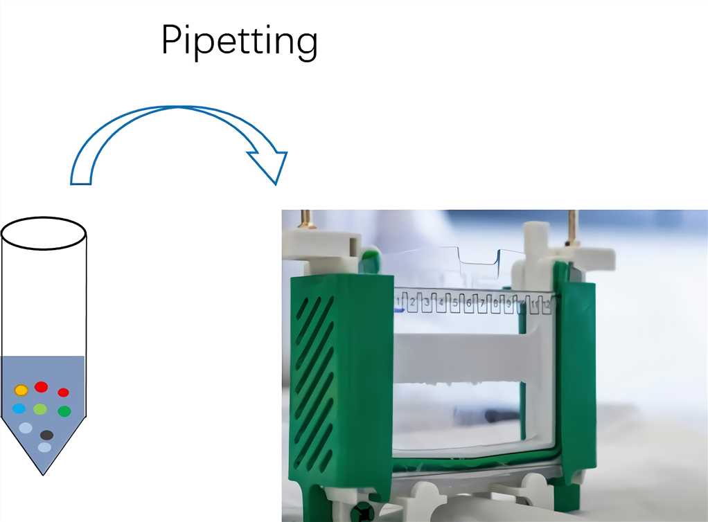 Western Blot Illustrated Assay - Creative Biolabs