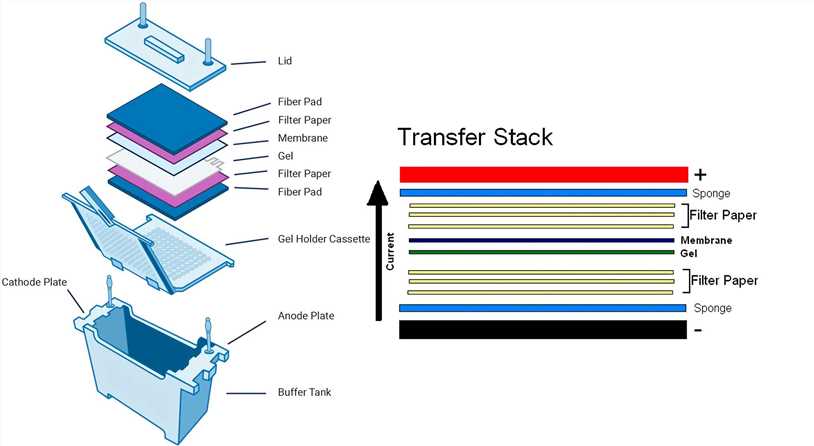 Western Blot Illustrated Assay - Creative Biolabs