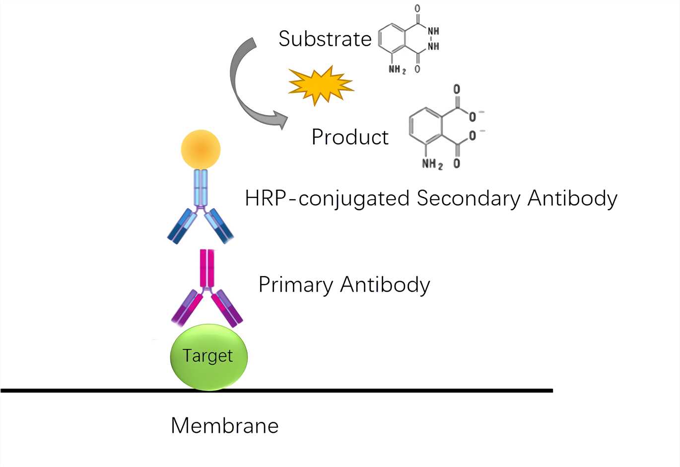Western Blot Illustrated Assay - Creative Biolabs